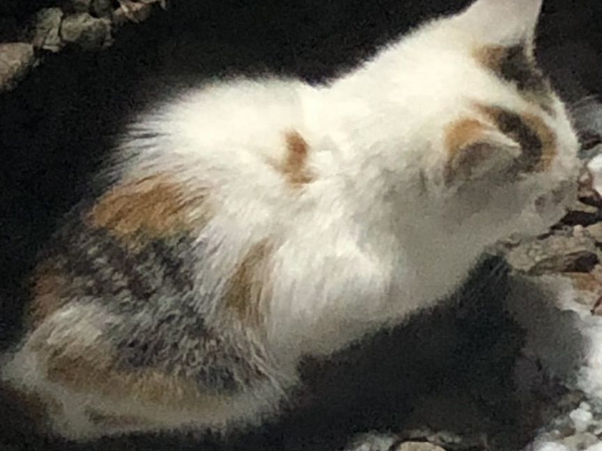 Отдам котенка в добрые руки