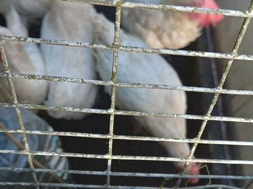 Куры несушки