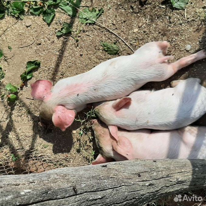 Поросята ландрас помесь с дюрком