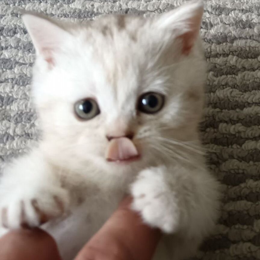 Шотландский прямоухий короткошёрстный котёнок