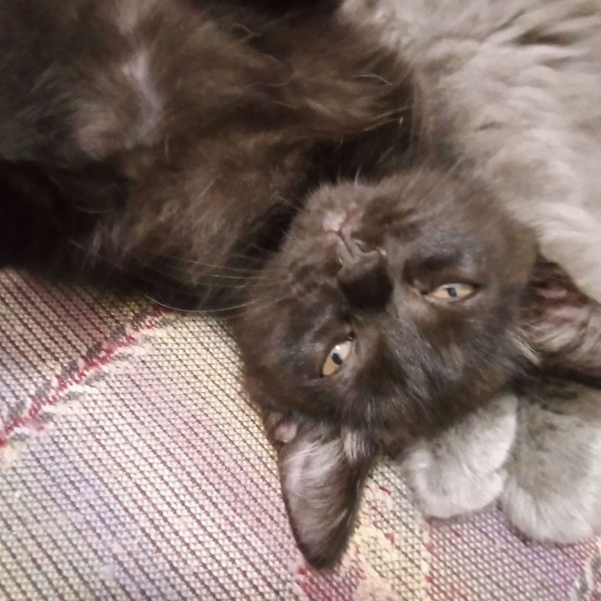 Черный принц