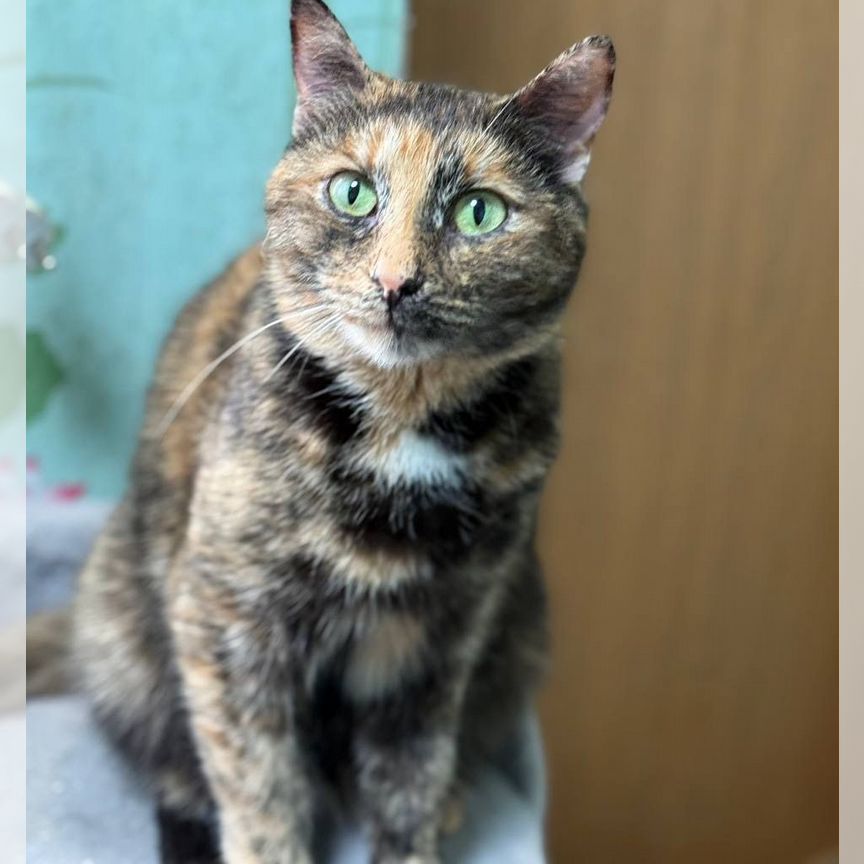Кошка в приюте