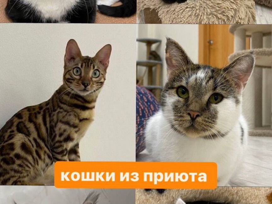 Кошки ищут дом