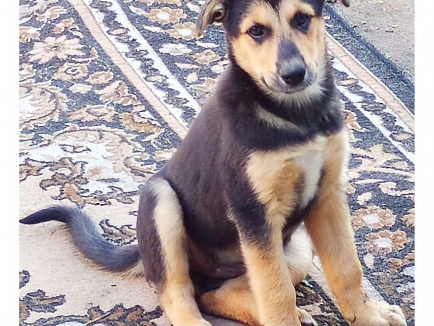 Щеночки в добрые руки