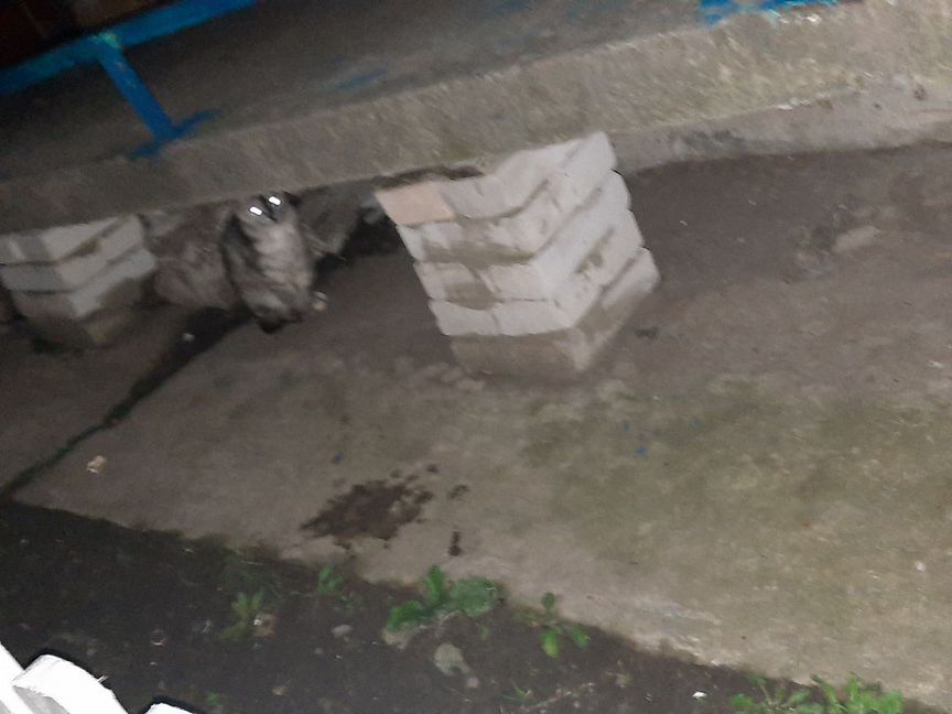Никому не нужные несчастные котята