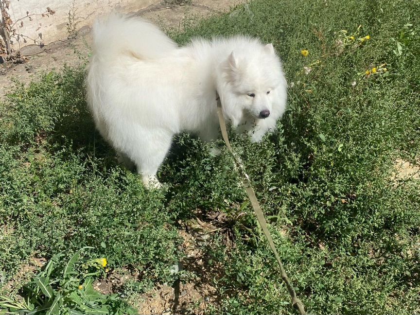 Самоедская лайка в добрые руки