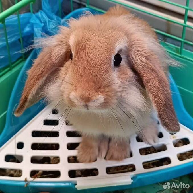 Карликовый вислоухий кролик