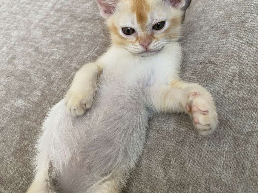 Котенок европейской бурмы редкого окраса