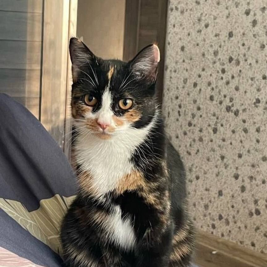 Разноцветный котëнок