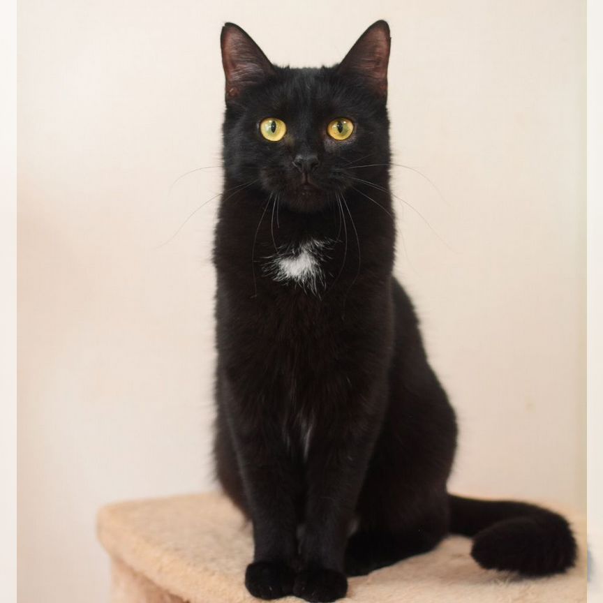 Кошечка мечтает о доме