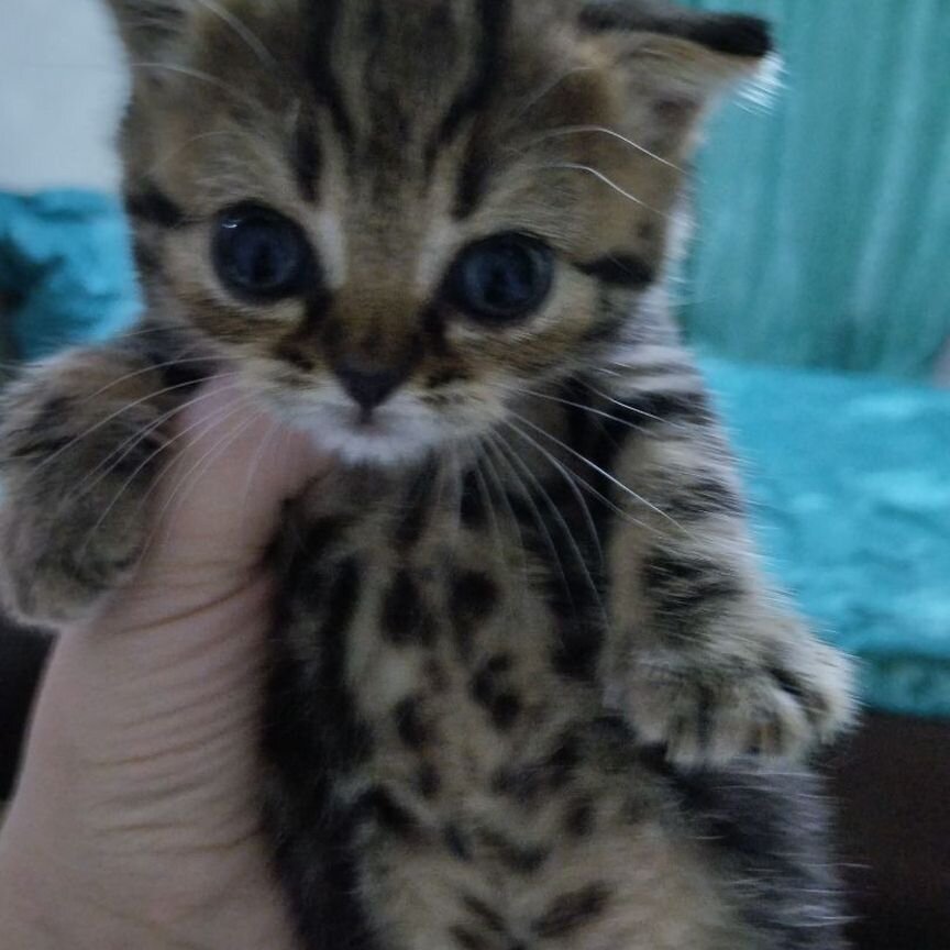 Шотландская кошка