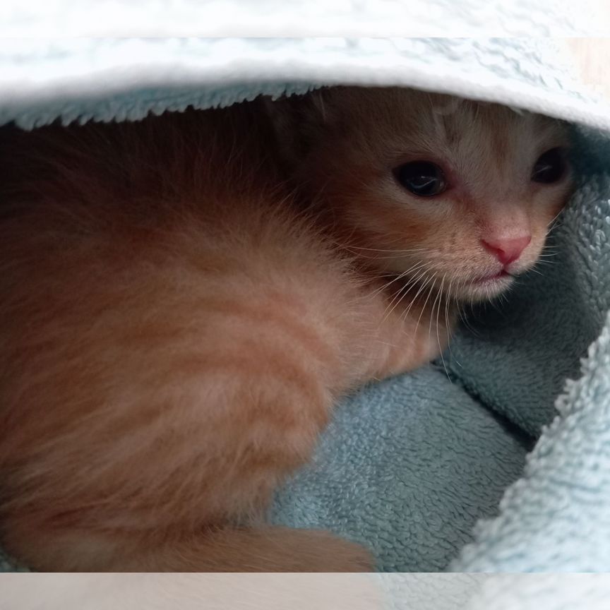 Котёнок в добрые руки