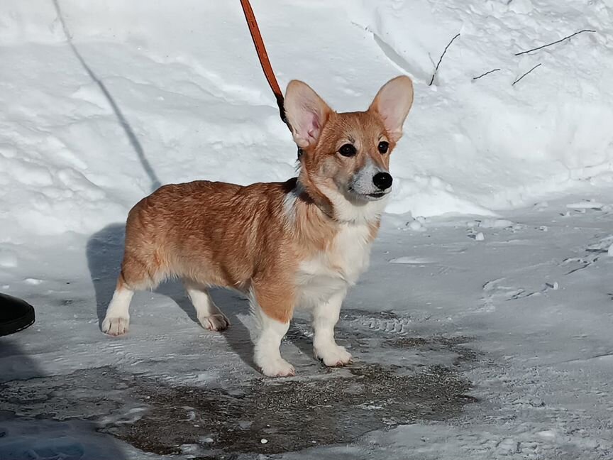 Яркая девочка вельш-корги пемброк