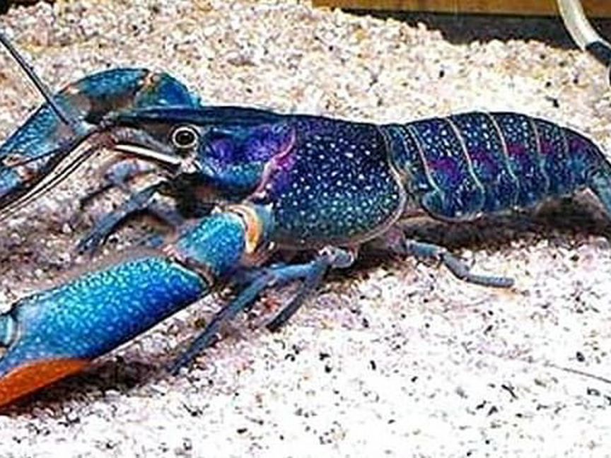 Австралийские красноклешневые раки