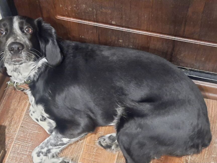 Собака в добрые руки отдам бесплатно