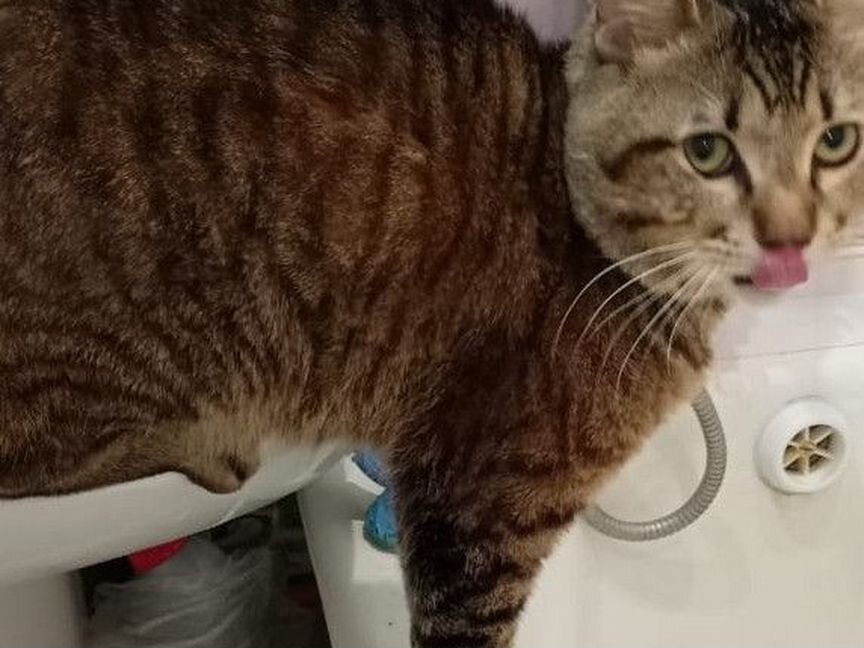 Кот ждёт кошечку в гости