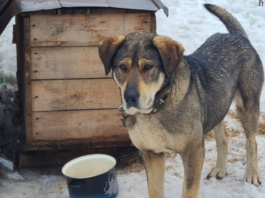 Батыр в добрые руки