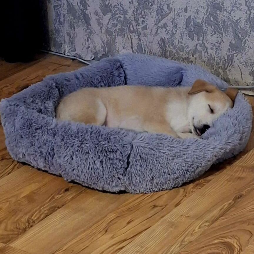 Лайка, щенок