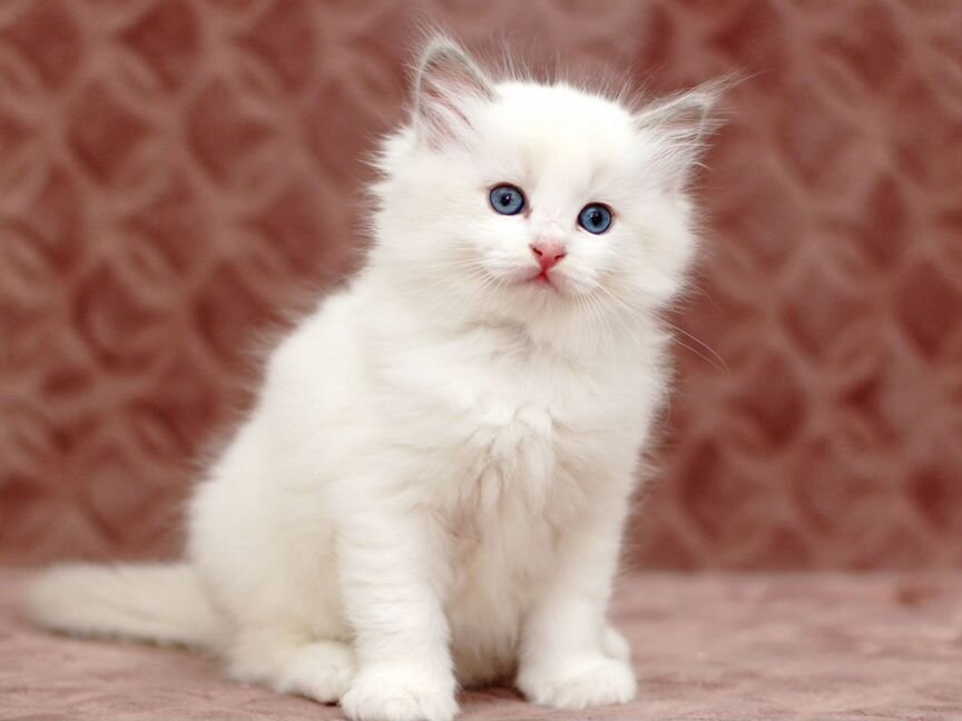 Девочка рэгдолл