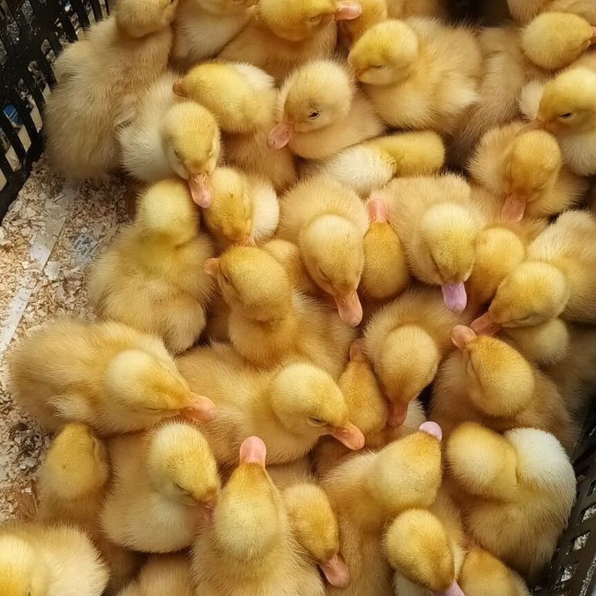 Утята – здоровые, крепкие, с гарантией