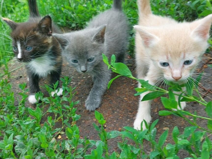 Кошки