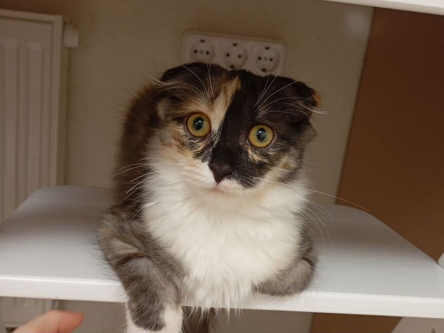 Вислоухая кошечка смесь