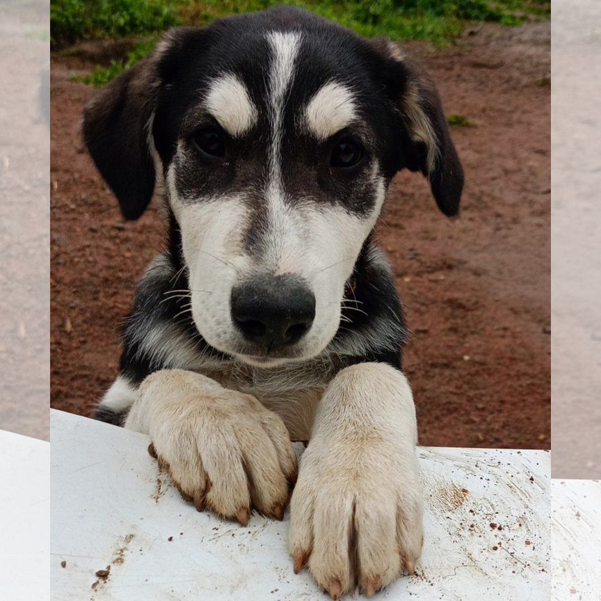 Красивый щенок ищет дом в добрые руки