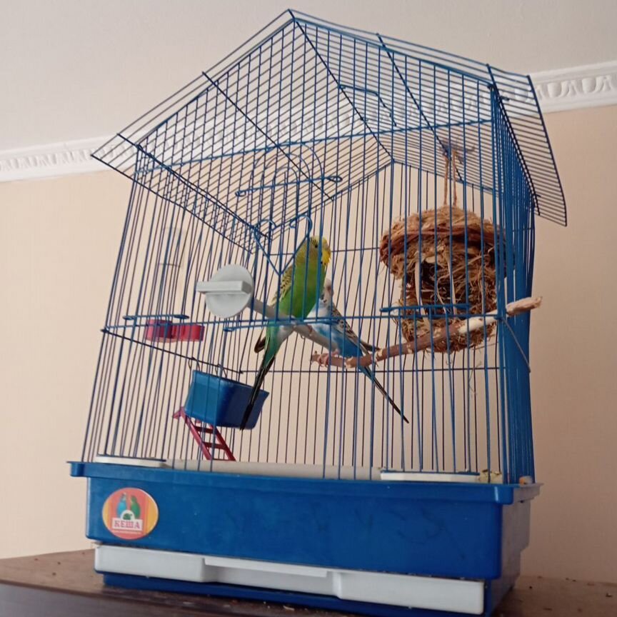 Волнистый попугай