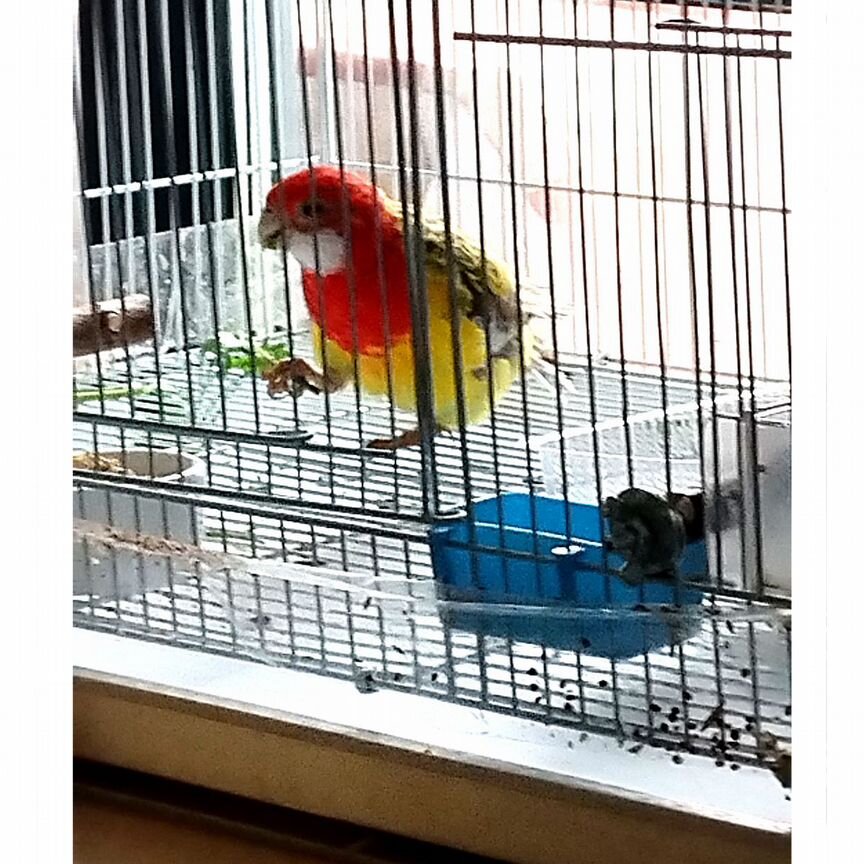 Попугай розелла