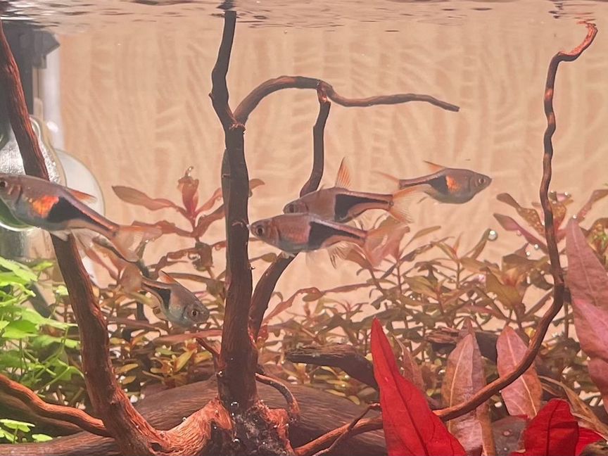 Отдам бесплатно рыбок Расбор Клинопятнистых 9 шт