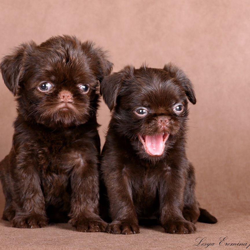 Шоколадные гриффоны