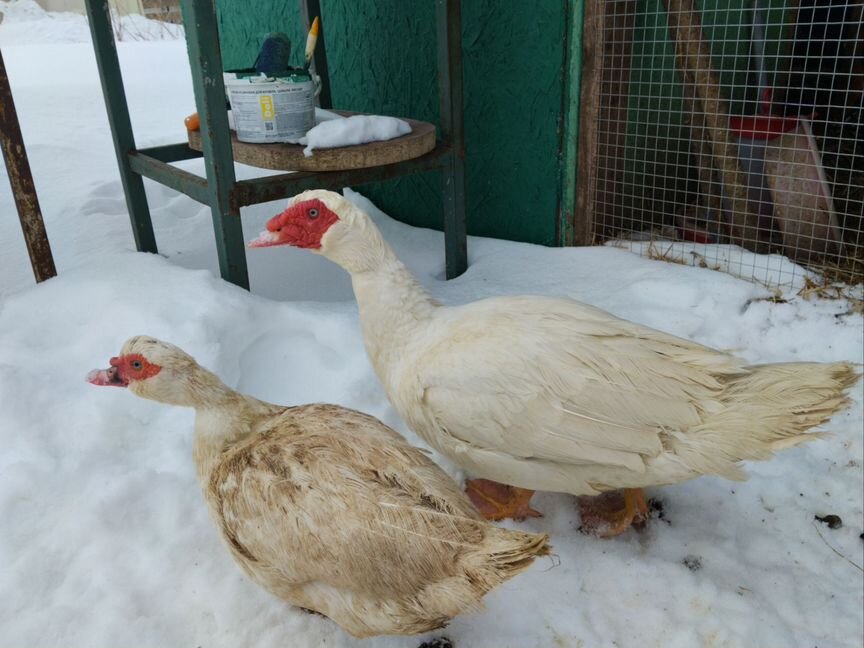 Инкубационное яйцо кур и мускусной утки