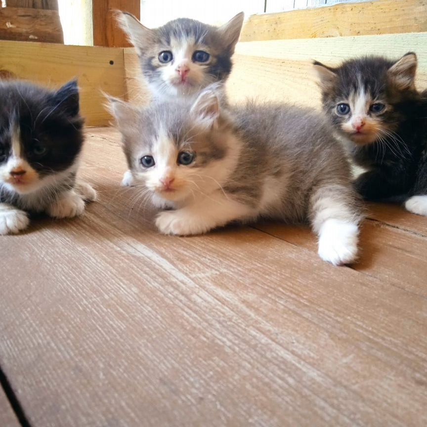 Котята - банда малышей, требуются добрые руки