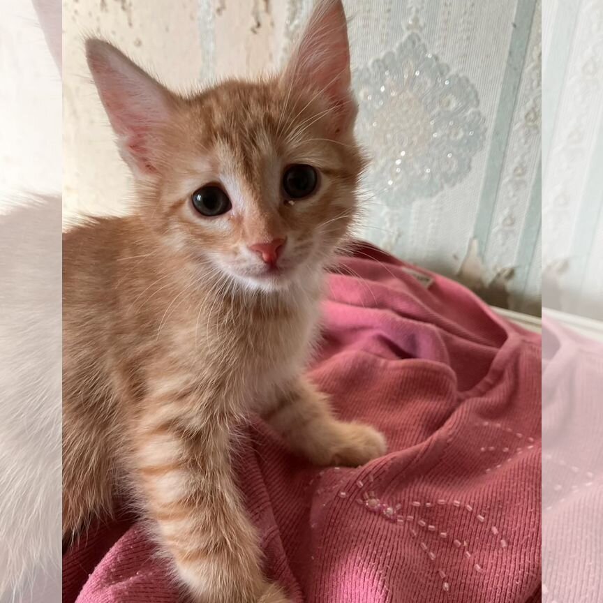 Котёнок в добрые руки