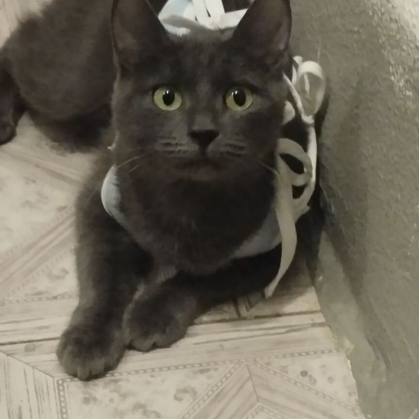 Кошка в дар бесплатно