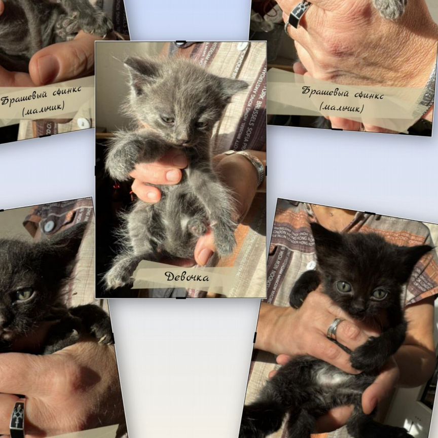 Донской сфинкс котёнок