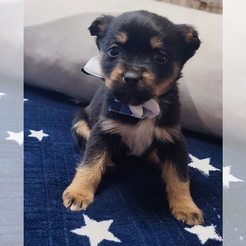 Отдам щенков в добрые руки бесплатно