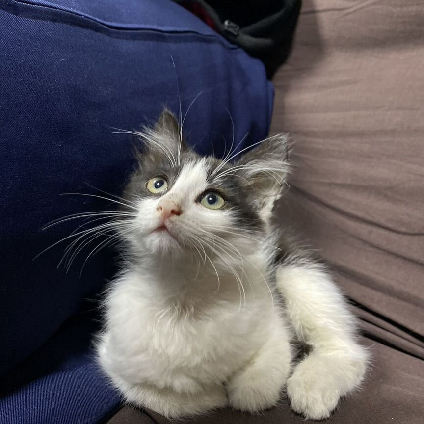 Котенок