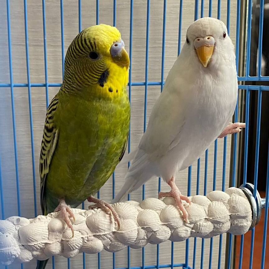 Волнистые попугай с клеткой