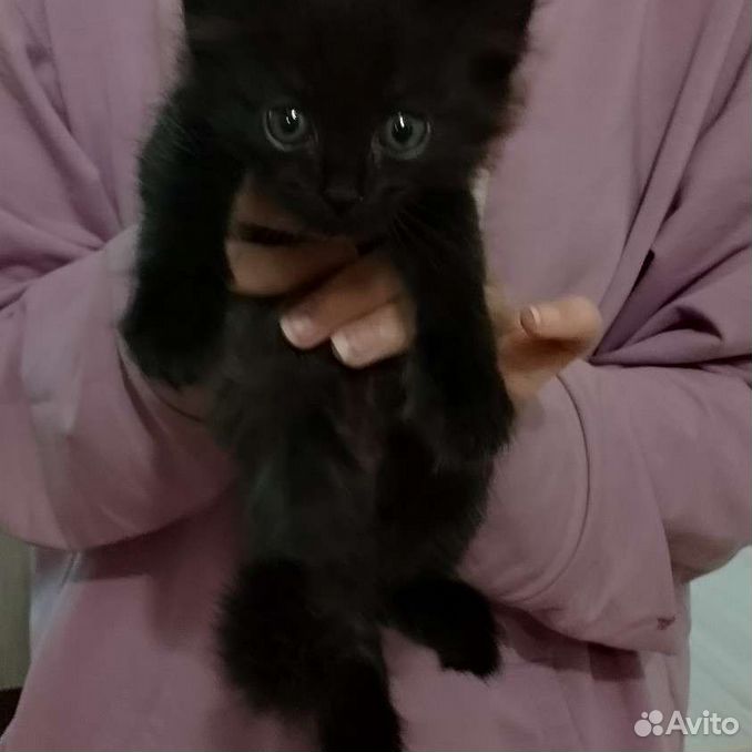 Котенок двухмесячный