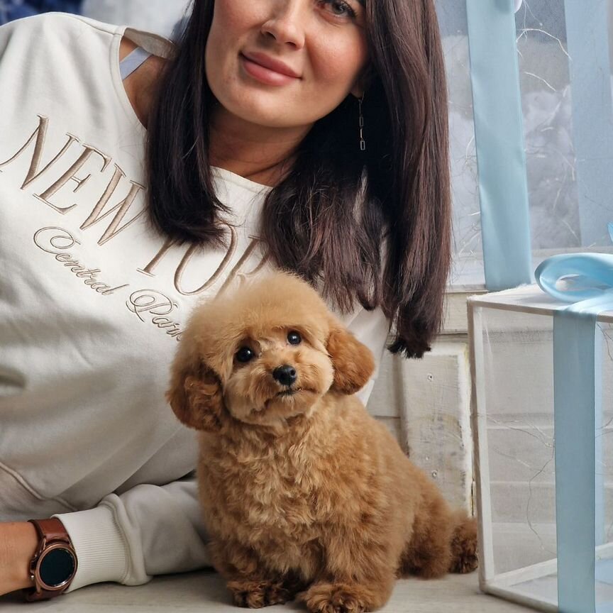 Мальтипу, щенок