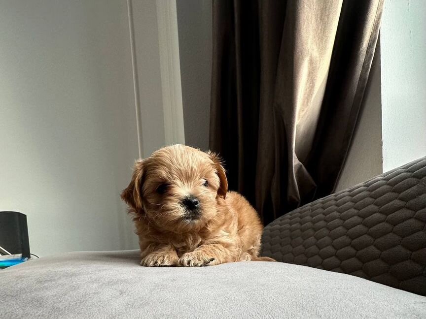 Мальтипу мальчик