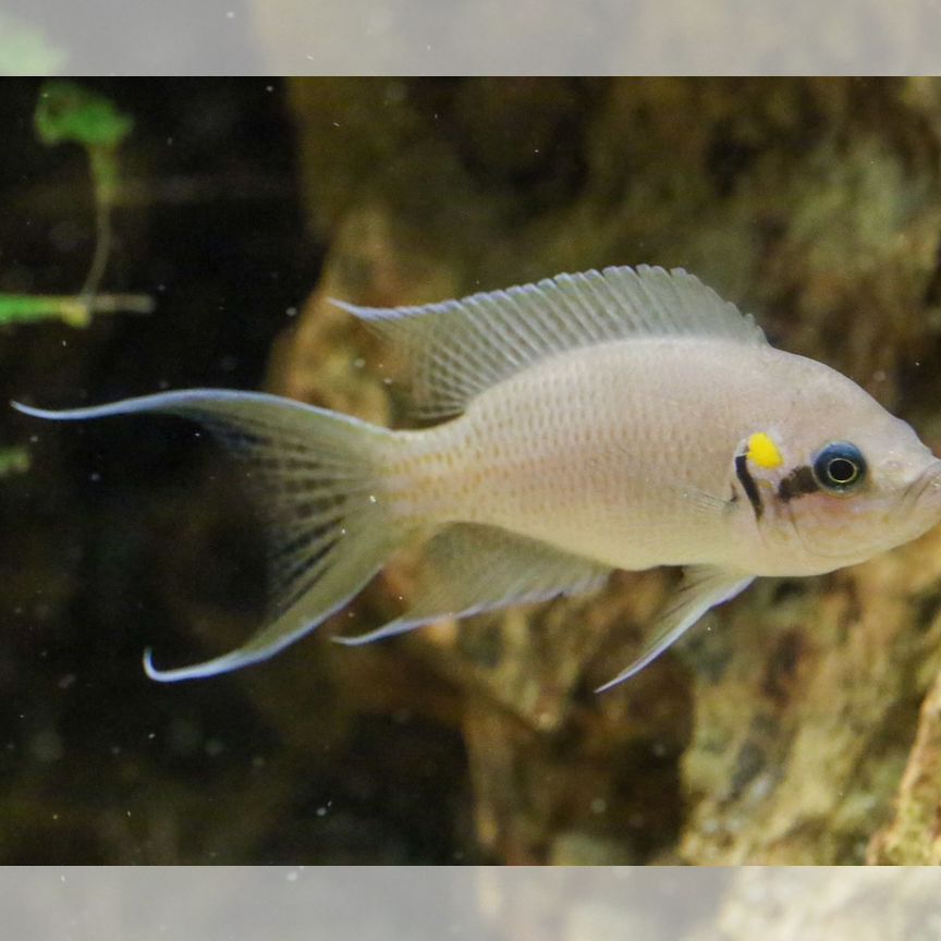 Принцесса Бурунди Neolamprologus brichardi