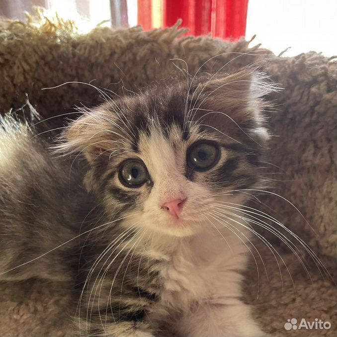 Эшли неземной красоты ищет дом