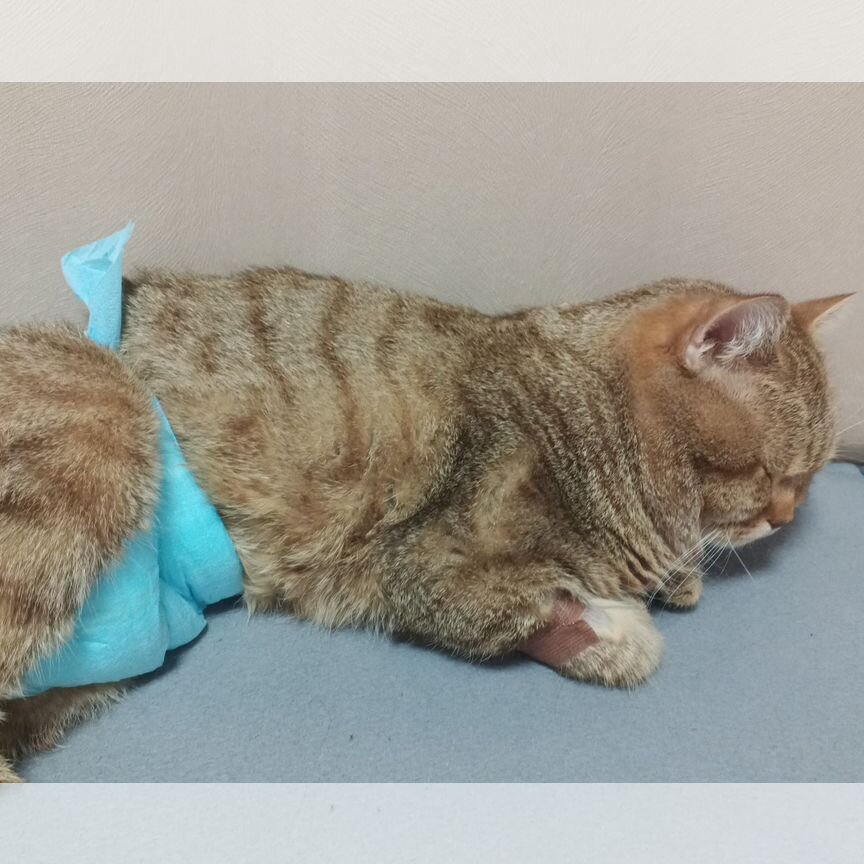 Шотландская прямоухая короткошёрстная кошка, взрослая