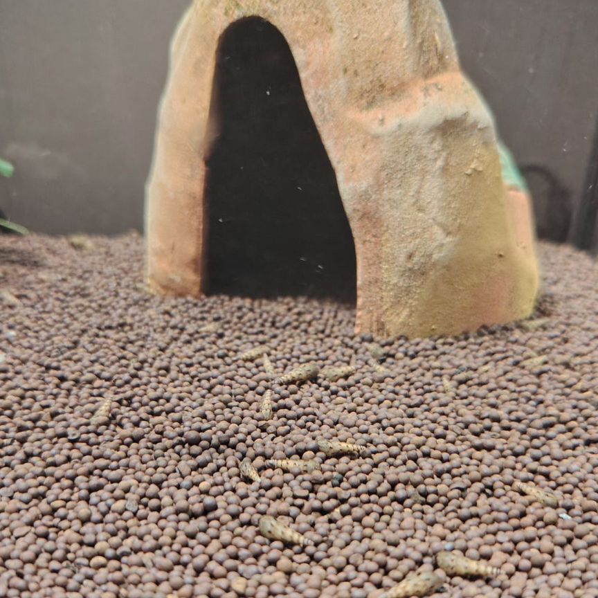 Улитки мелании