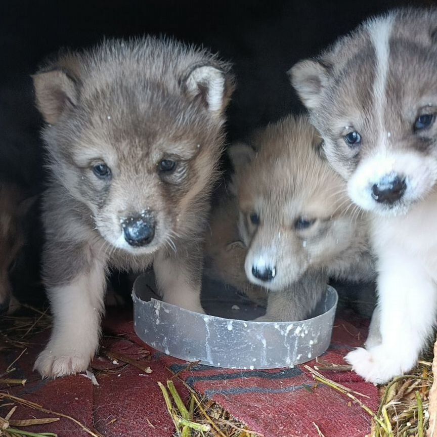 Западносибирская лайка, щенок