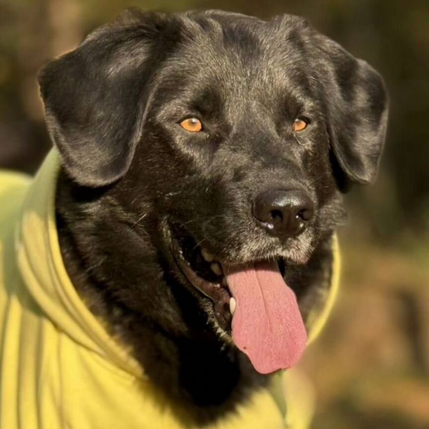 Лабрадор-ретривер, взрослый пёс