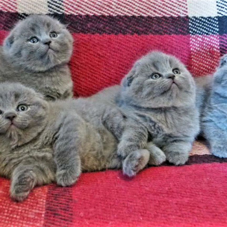 Вислоухие котята