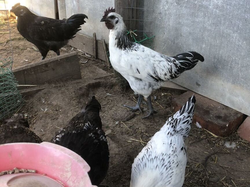 Люкеньданьцзи